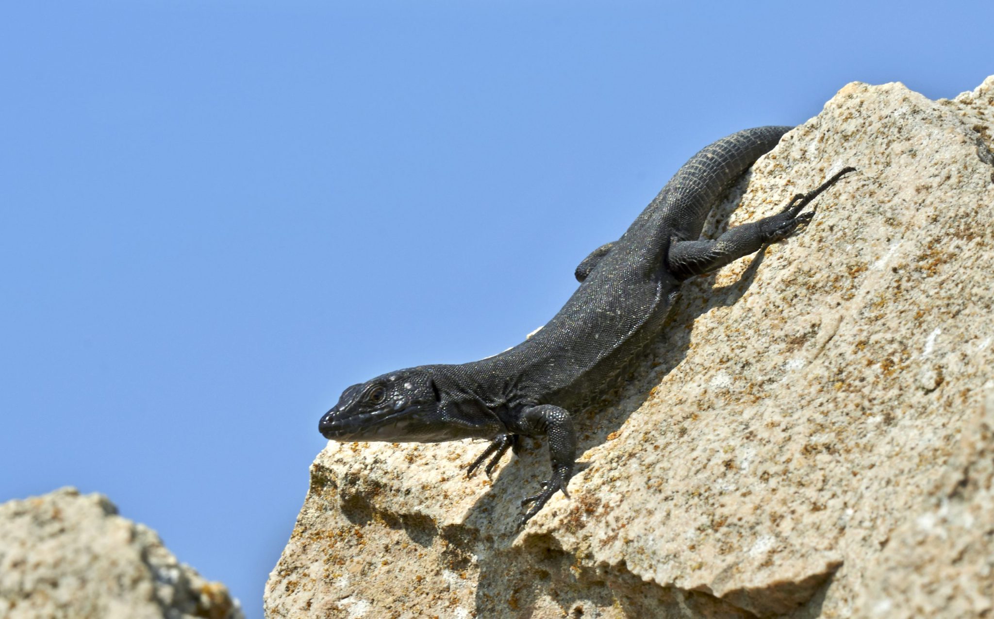 Salida privada – Black Lizard | Boat Tours